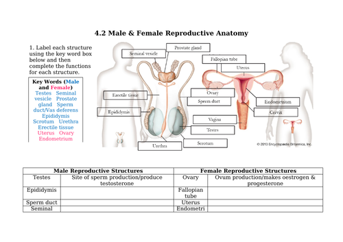 Human Reproductive Structures Gcse And 6th Form Teaching Resources