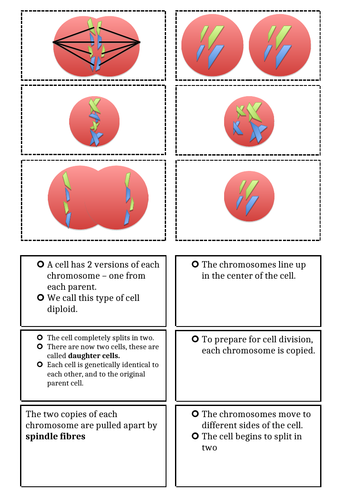 Aqa Gcse Biology B12 Cell Division Teaching Resources