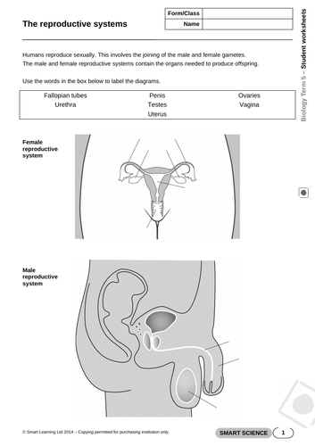 Ks3 The Male And Female Reproductive Organs Teaching Resources