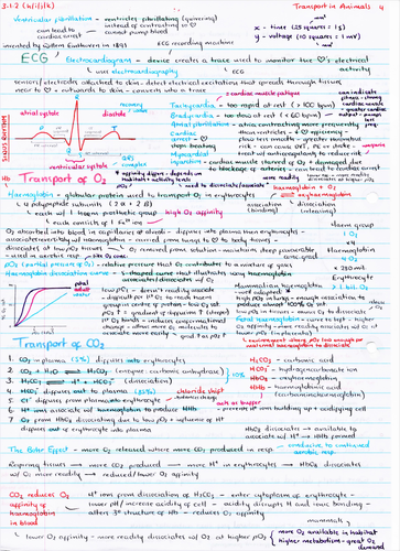 Ocr A Level Biology Transport In Animals Revision Poster Teaching