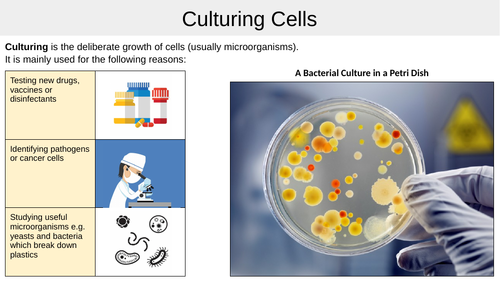 Culturing Microorganisms Theory Full Lesson Slides And Worksheets