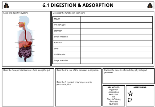 Ib Biology Topic 6 Human Physiology Summary Teaching Resources