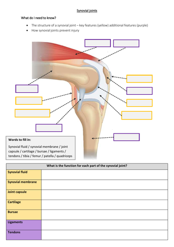 Aqa Gcse Pe Structure Of A Synovial Joint Student Worksheet