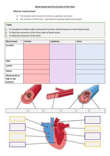 Gcse Pe Blood Vessels And The Structure Of The Heart Student