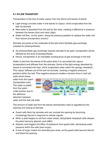 Ib Biology Hl Summaries Teaching Resources