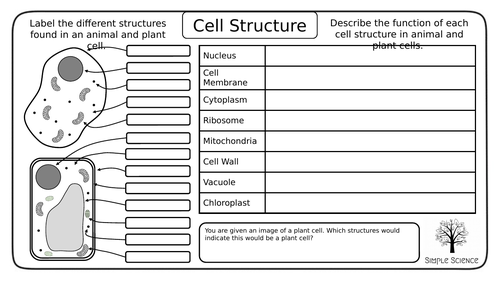 Gcse Biology Cell Structure And Specialised Cells Worksheets