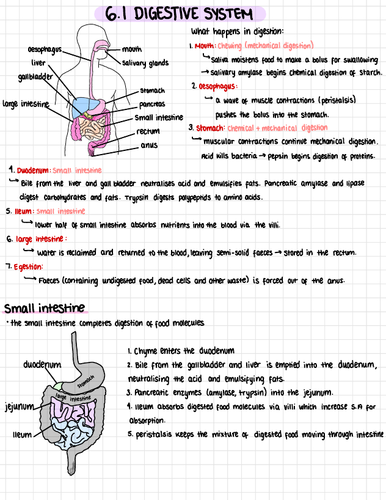 Topic 61 Ib Hl Biology Revision Notes Teaching Resources