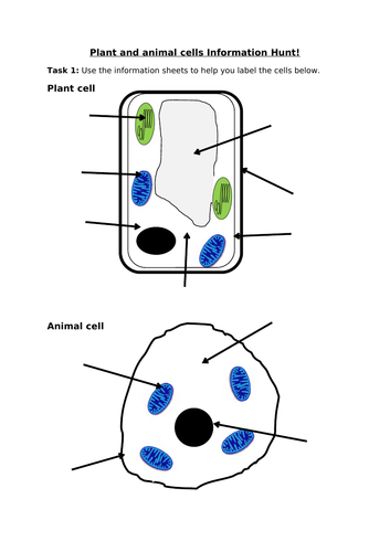 Plant And Animal Cells Ks3 Activate Science Teaching Resources