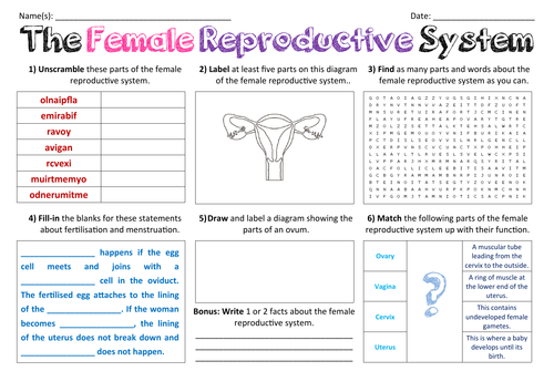 Female Reproductive System Large Activity Sheet Teaching Resources