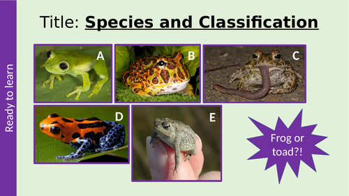 Aqa Species Courtship And Classification A Level Biology Teaching