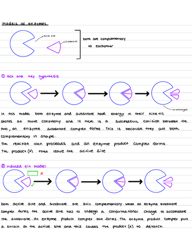 A Level Biology Ocr A Enzymes Full Notes Teaching Resources