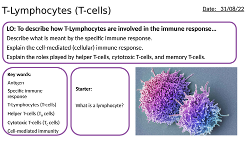 Asa2 Level Aqa Biology T Lymphocyte T Cell Cell Mediated Immunity