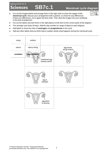 Edexcel Cb7 Sb7 The Menstrual Cycle Complete Lesson Gcse Biology