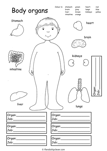 Body Organs Teaching Resources