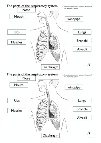 Respiratory System Worksheet Pack Teaching Resources