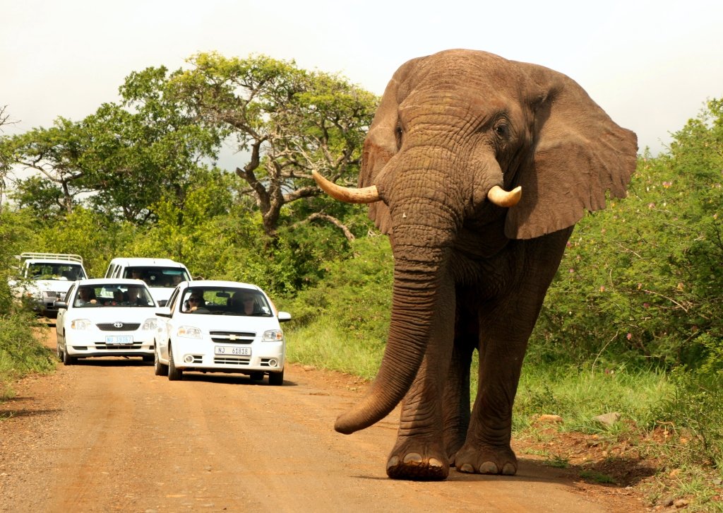 Hluhluweimfolozi Park Kwazulu Natal