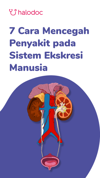 Mengenal Sistem Ekskresi Pada Manusia Amp Fungsinya Bagi Tubuh Riset