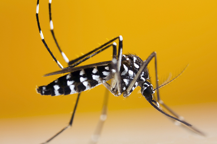 Mengenal Nyamuk Aedes Albopictus Penyebab Demam Berdarah