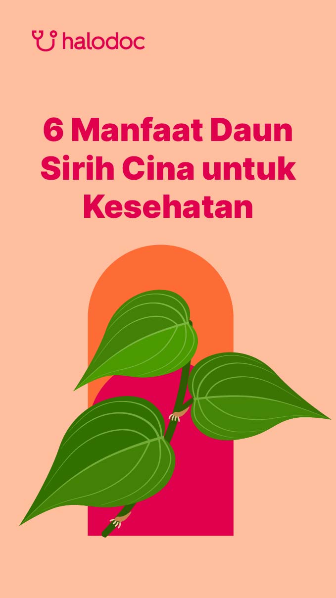 6 Manfaat Sirih Cina Untuk Kesehatan Tubuh