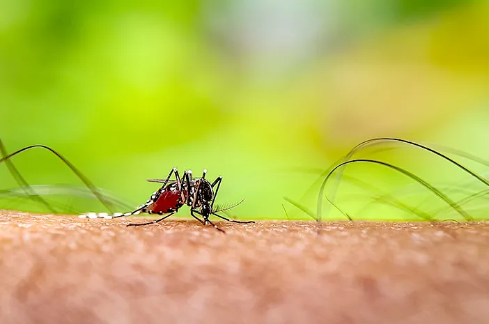 Gejala Penyakit Malaria Berdasarkan Jenis Plasmodium Yang Menginfeksi