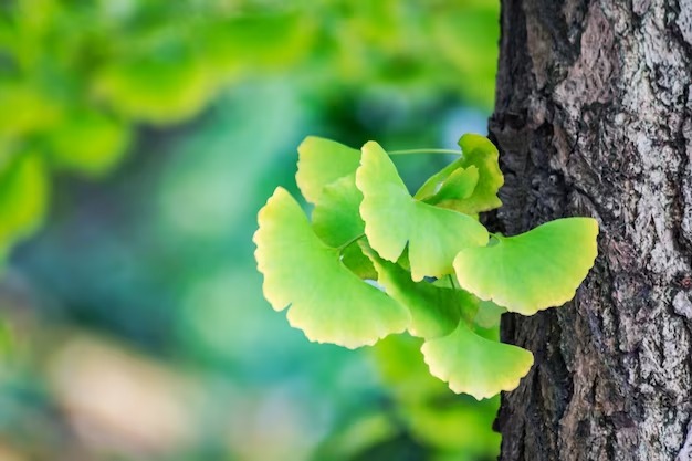 5 Manfaat Ginkgo Biloba Beserta Efek Sampingnya