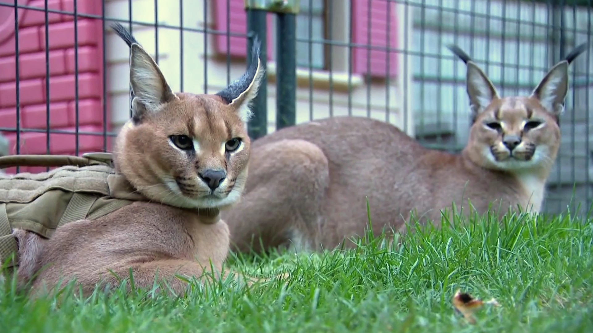 African Caracal Cat Fullbody Mount