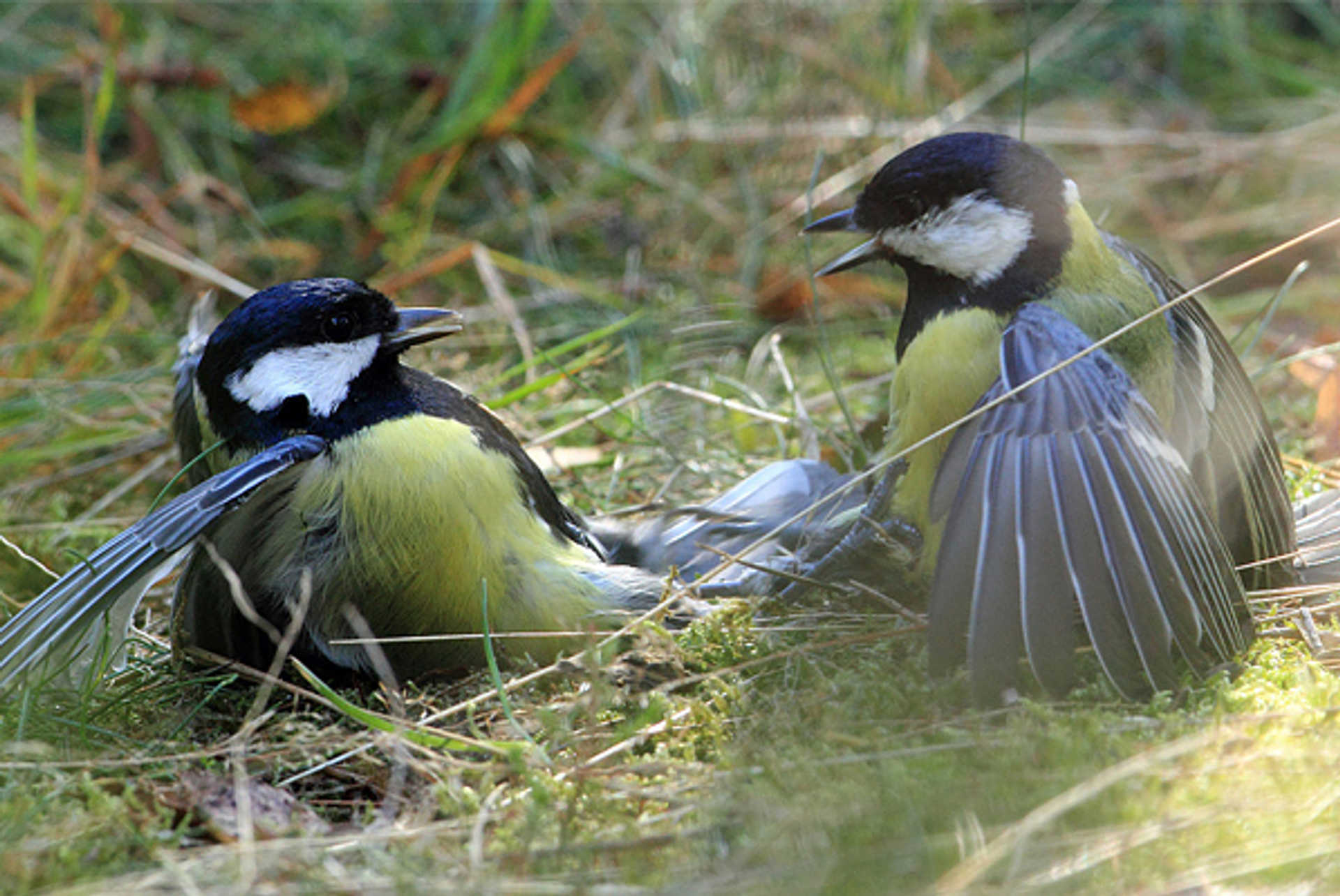 Stropdas Van De Koolmees Fotoserie Vroege Vogels Bnnvara