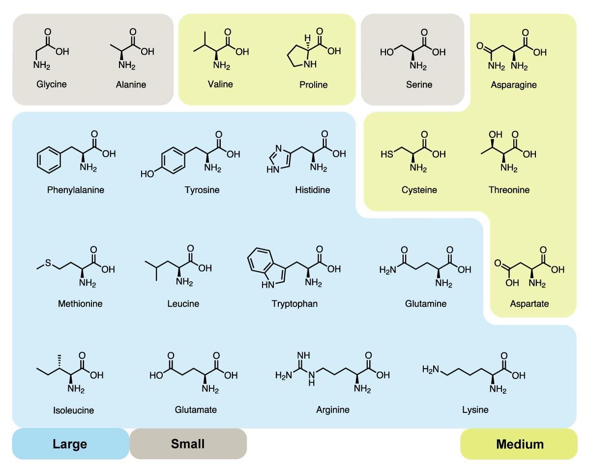 Why Are There 20 Amino Acids Feature Chemistry World