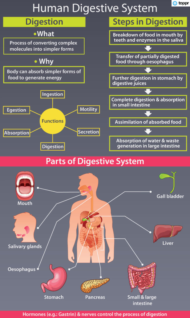 Digestive Disorders