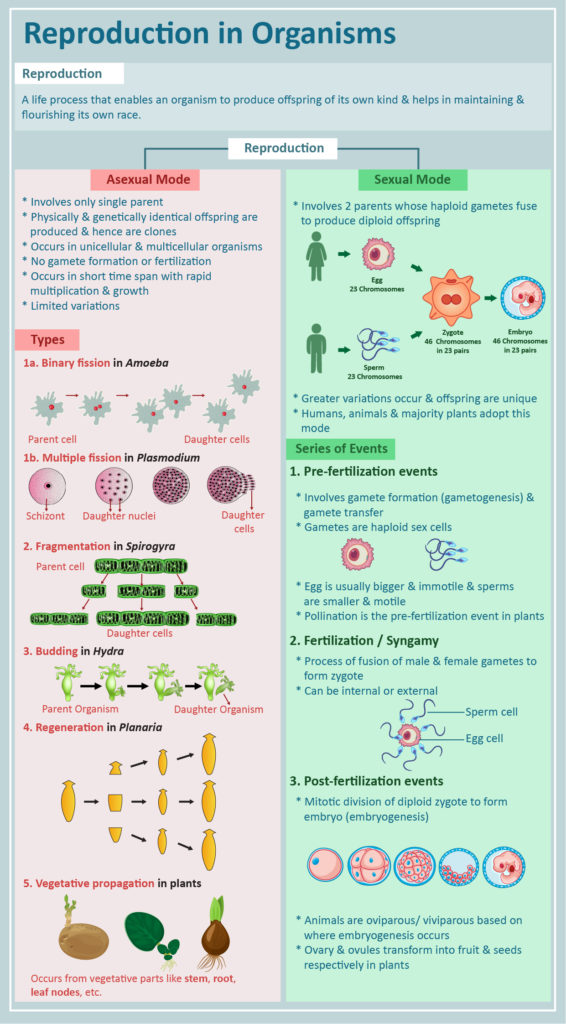 Asexual Reproduction Types