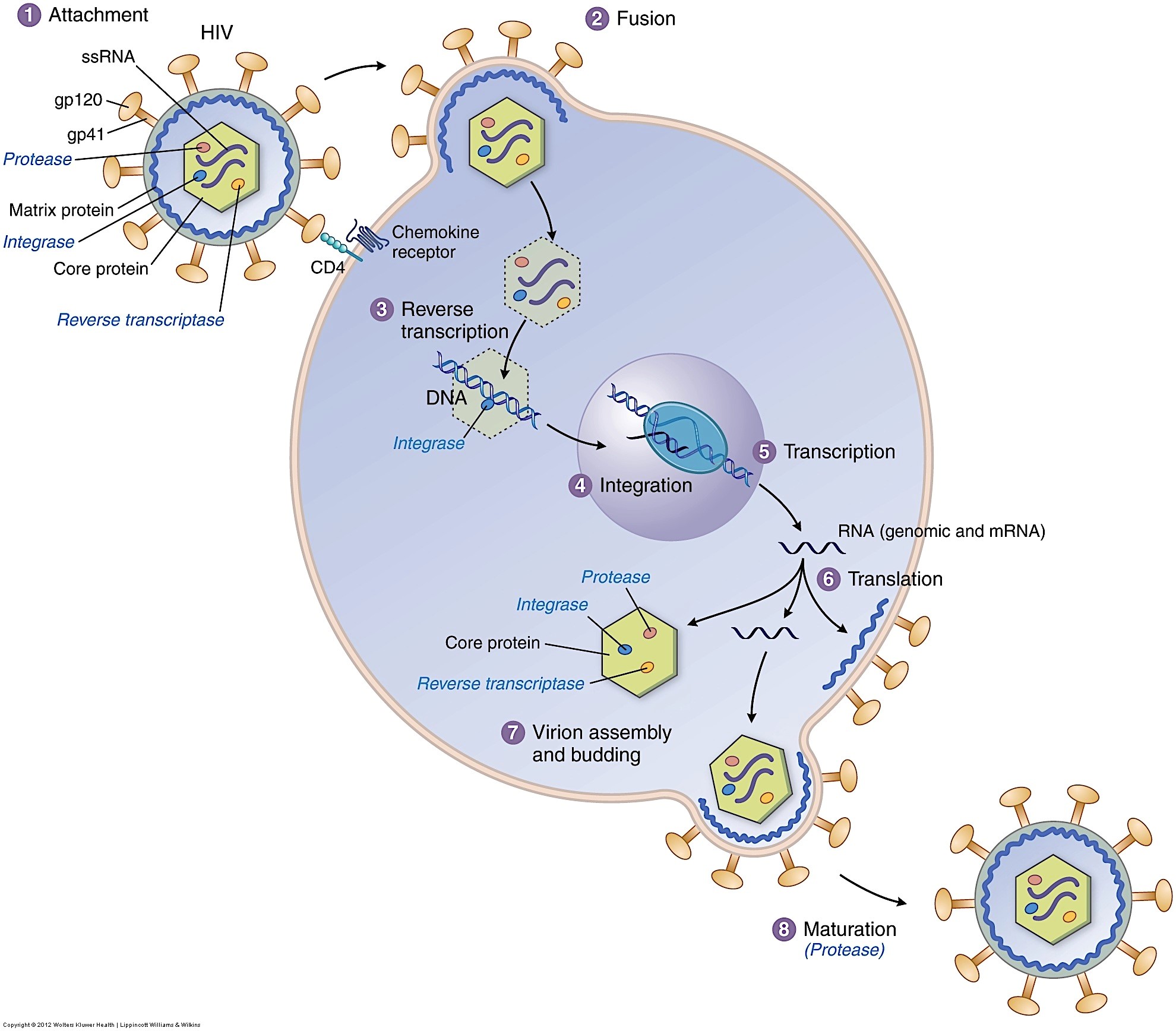 Label The Steps Shown For Hiv Retroviral Replication