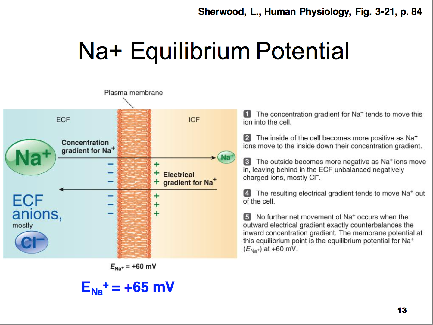 Equilibrium Potential Of Potassium Slideshare