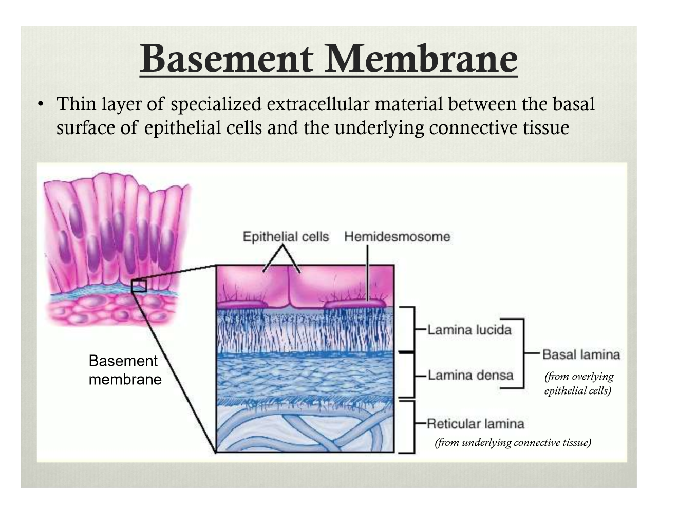 Basement Membrane Layers