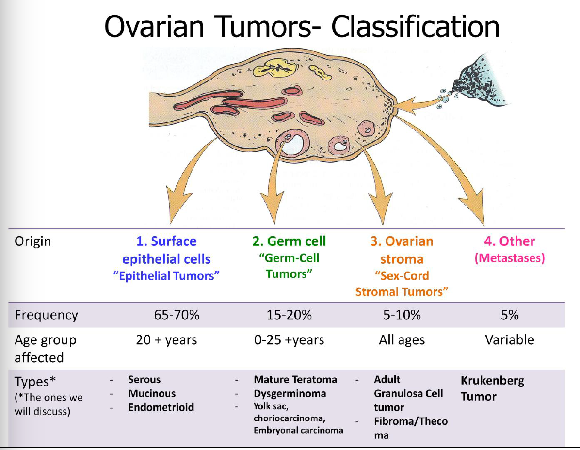 Ovarian Cancer Exploring Biology