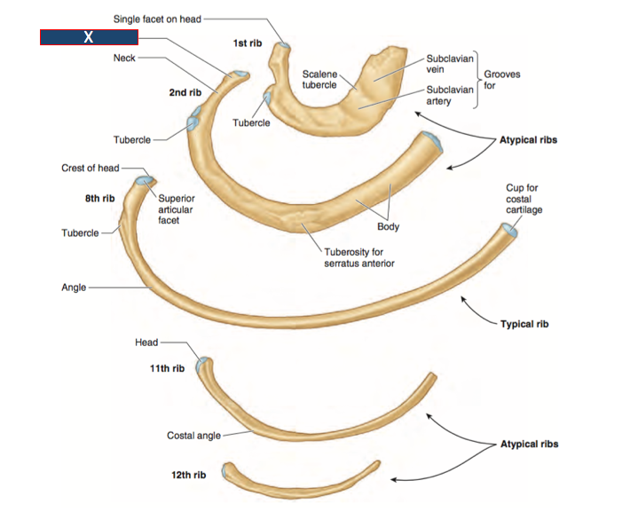 Ribs Anatomy