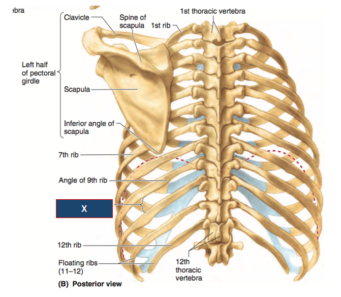 Rib Cage Anatomy Posterior View Rib Cage The Thoracic Cage Is Part My