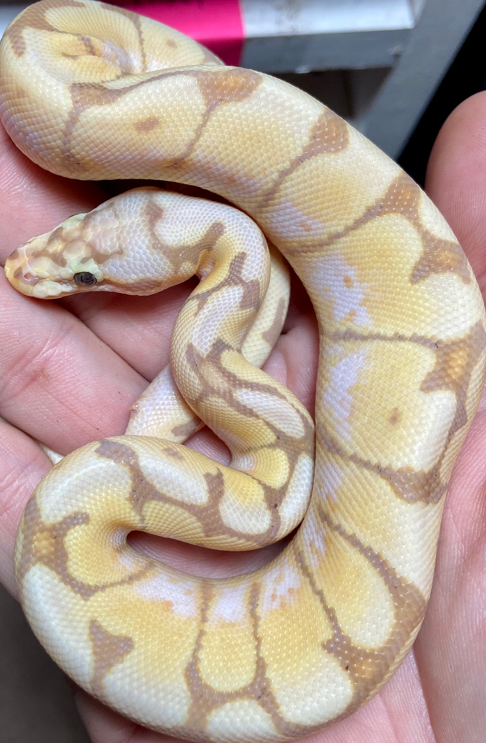 Banana Bumblebee Ball Python By Hardees Exotic Reptile Emporium