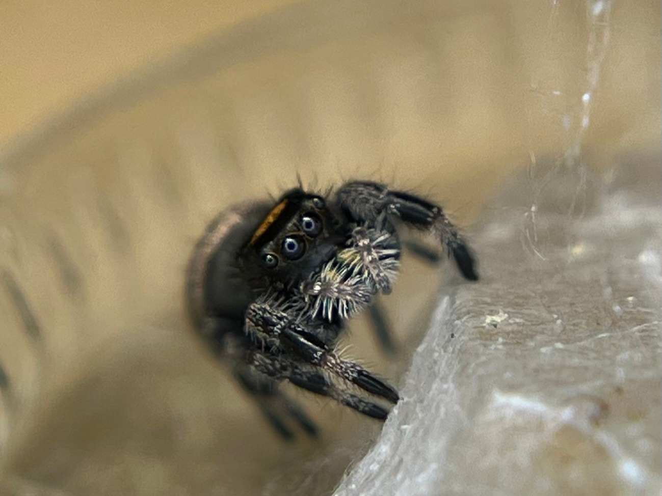 Female Juvenile Phidippus Regius “regal” Jumping Spider 40 True Spider