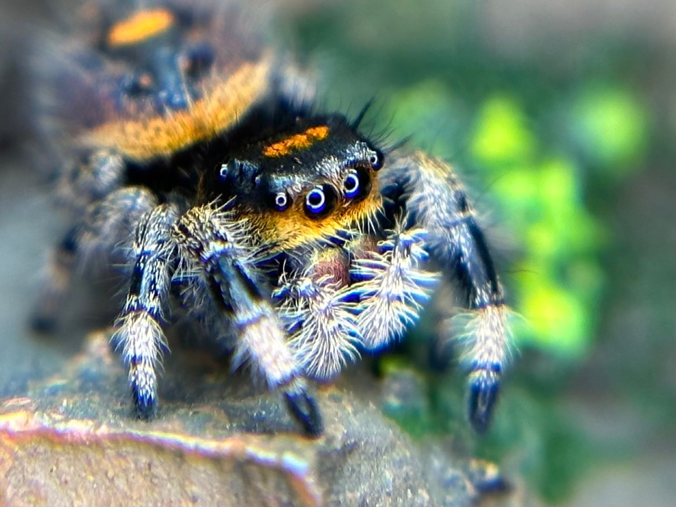 Female Juvenile Phidippus Regius “regal” Jumping Spider 35 True Spider