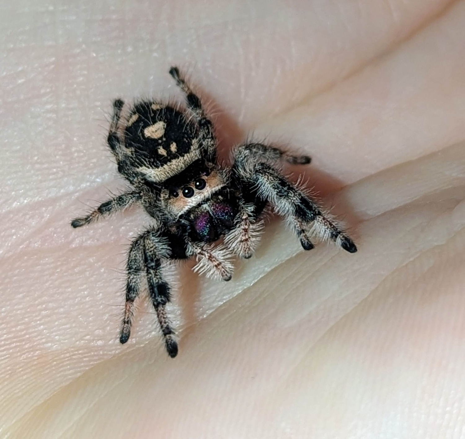 Ione Freshly Molted Adult Female I10 Phidippus Regius Regal