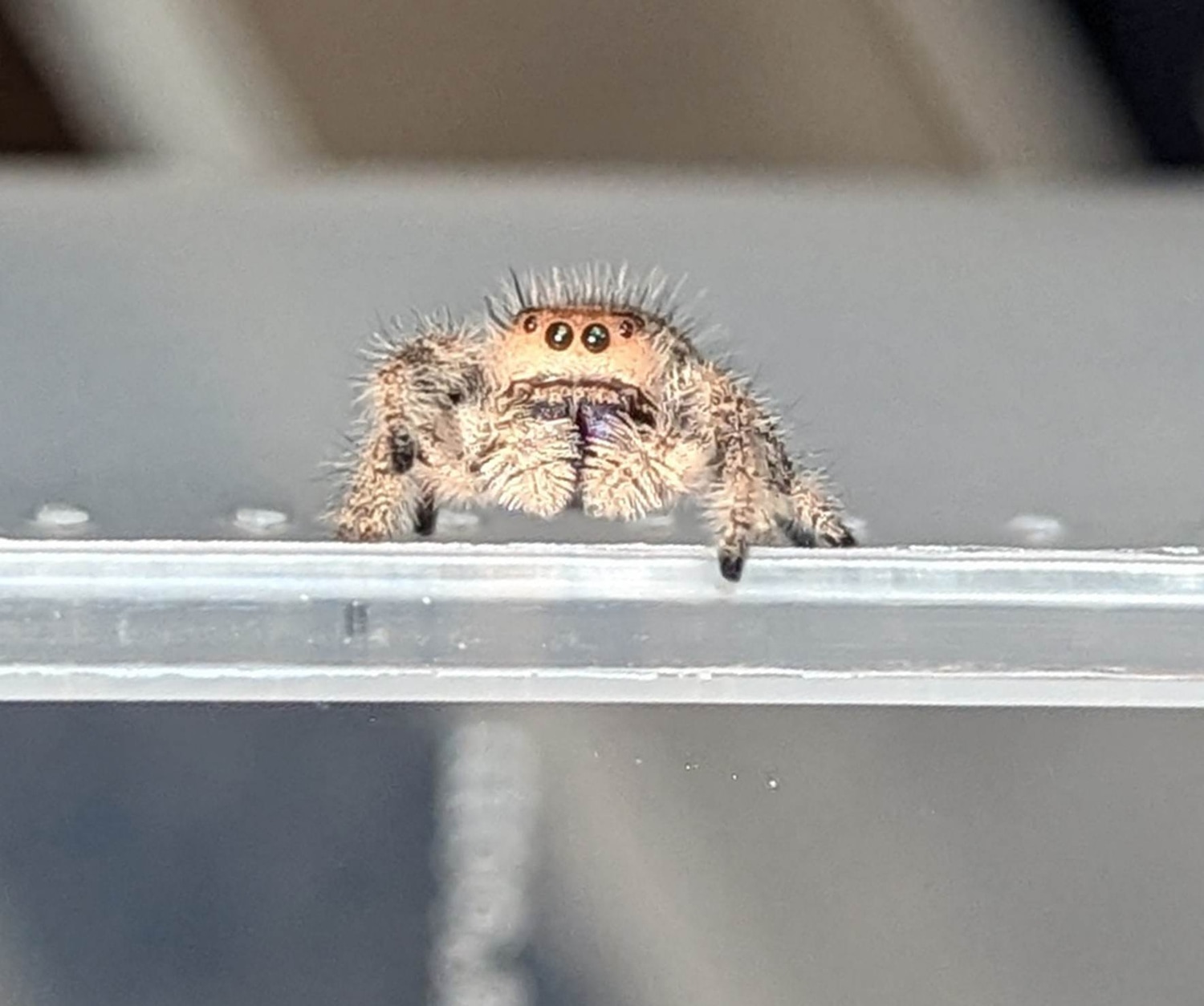 Kyrie Subadult Female I8 Phidippus Regius Regal Jumping Spider