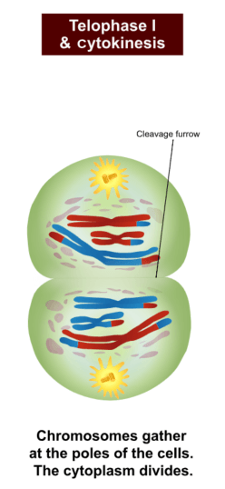 Meiosis 1 — Overview And Stages Expii