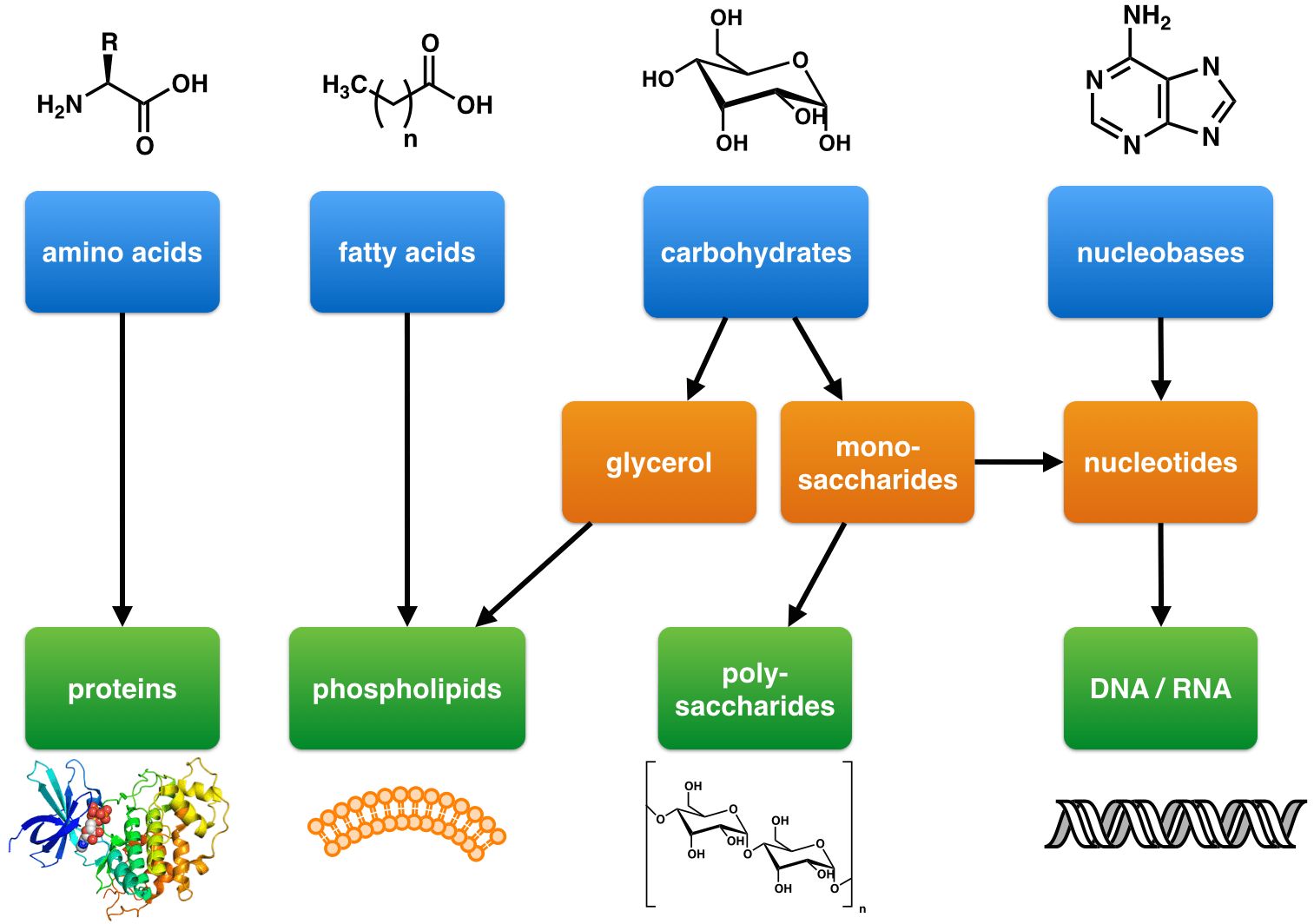 How Do Macromolecules Form — Overview And Process Expii