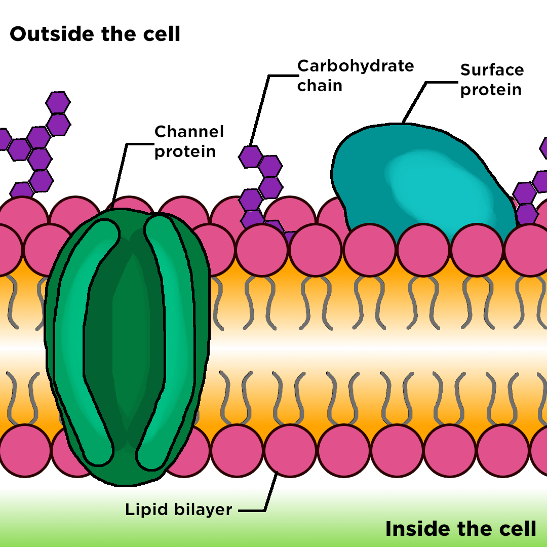 Cell Membrane Layers Simple Functions And Diagram