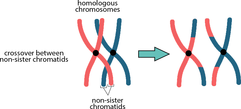 Meiosis 1 — Overview And Stages Expii