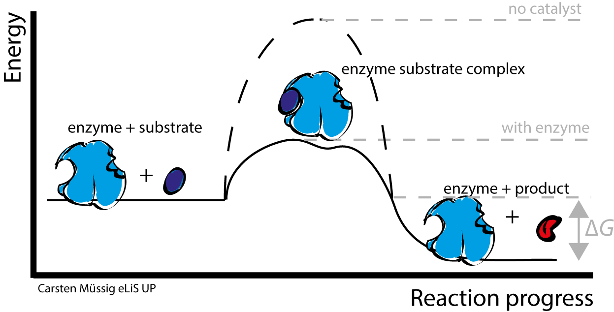 Rate Of Reaction Enzymes — Role And Importance Expii