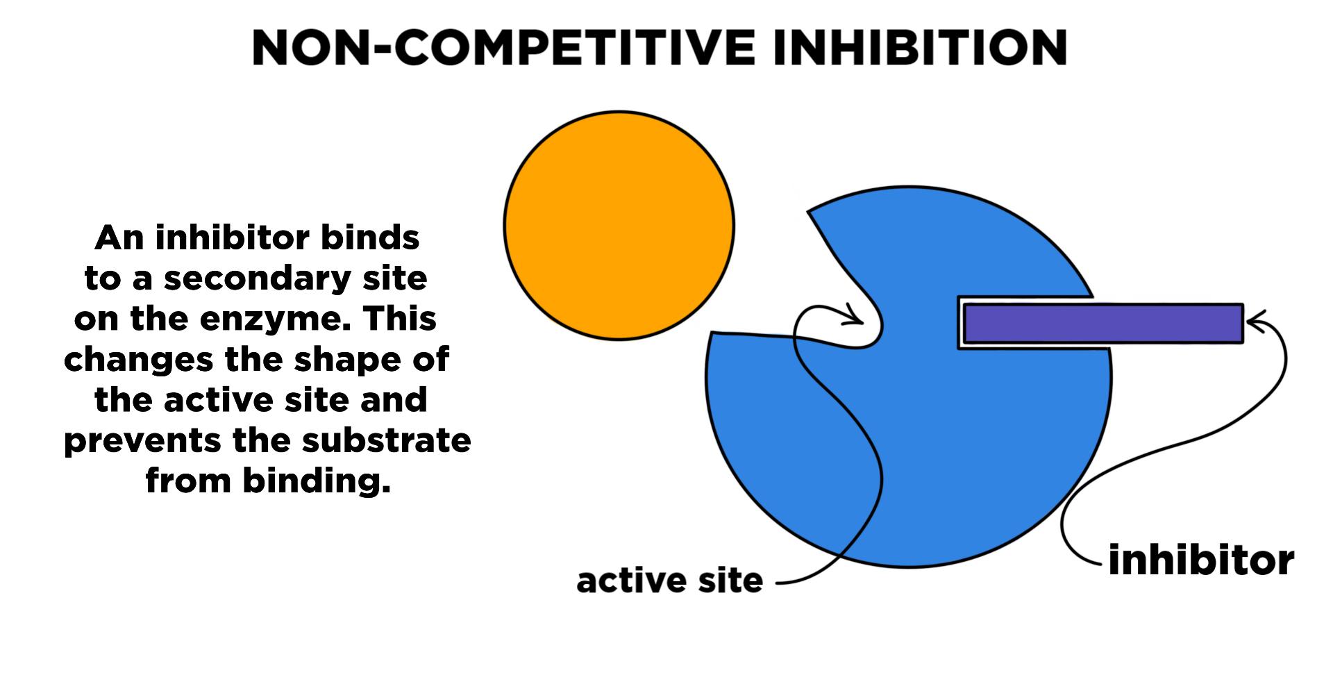 Non Competitive Inhibitor Example