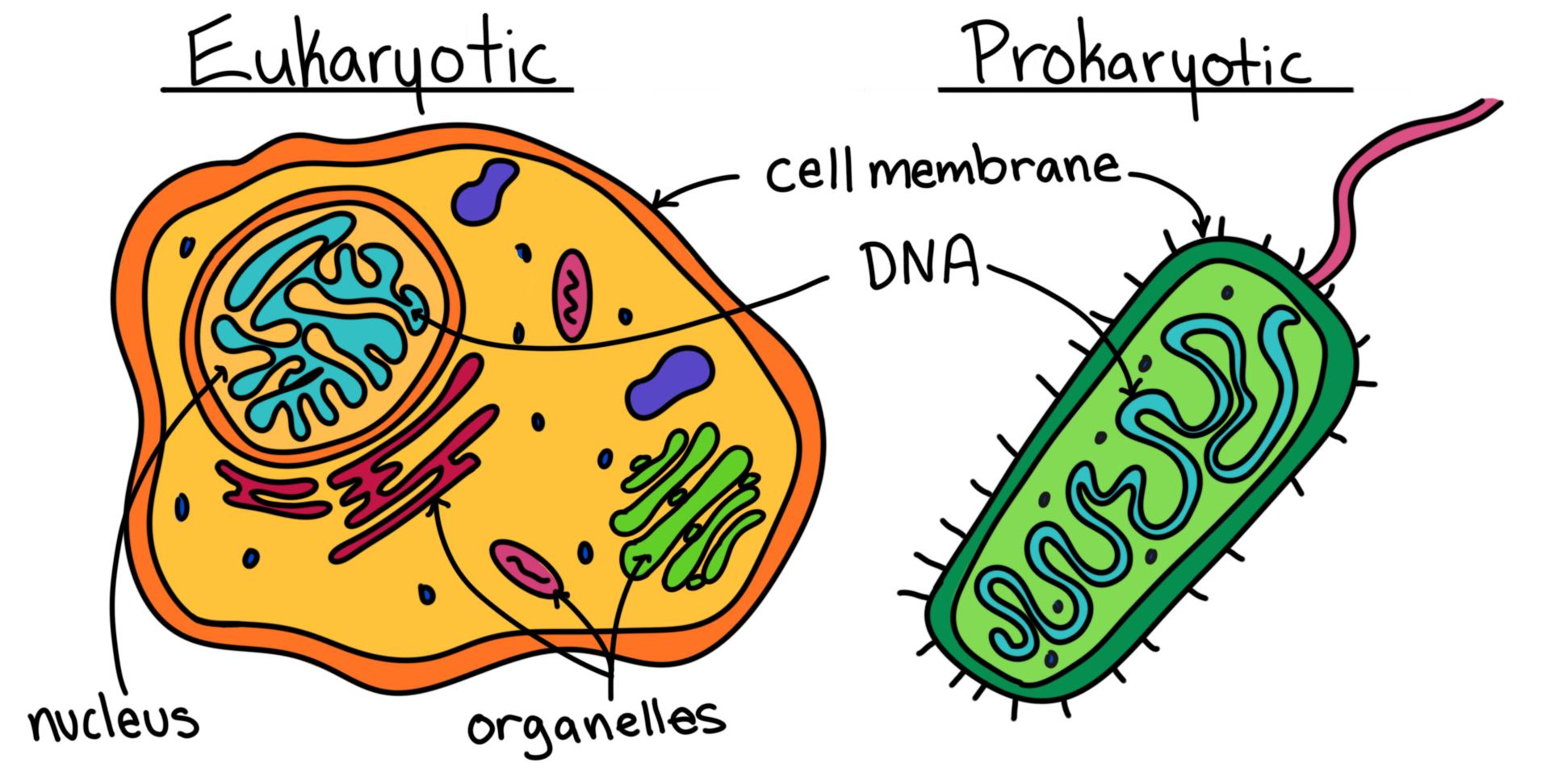 Diagram Of Prokaryotic And Eukaryotic Cell