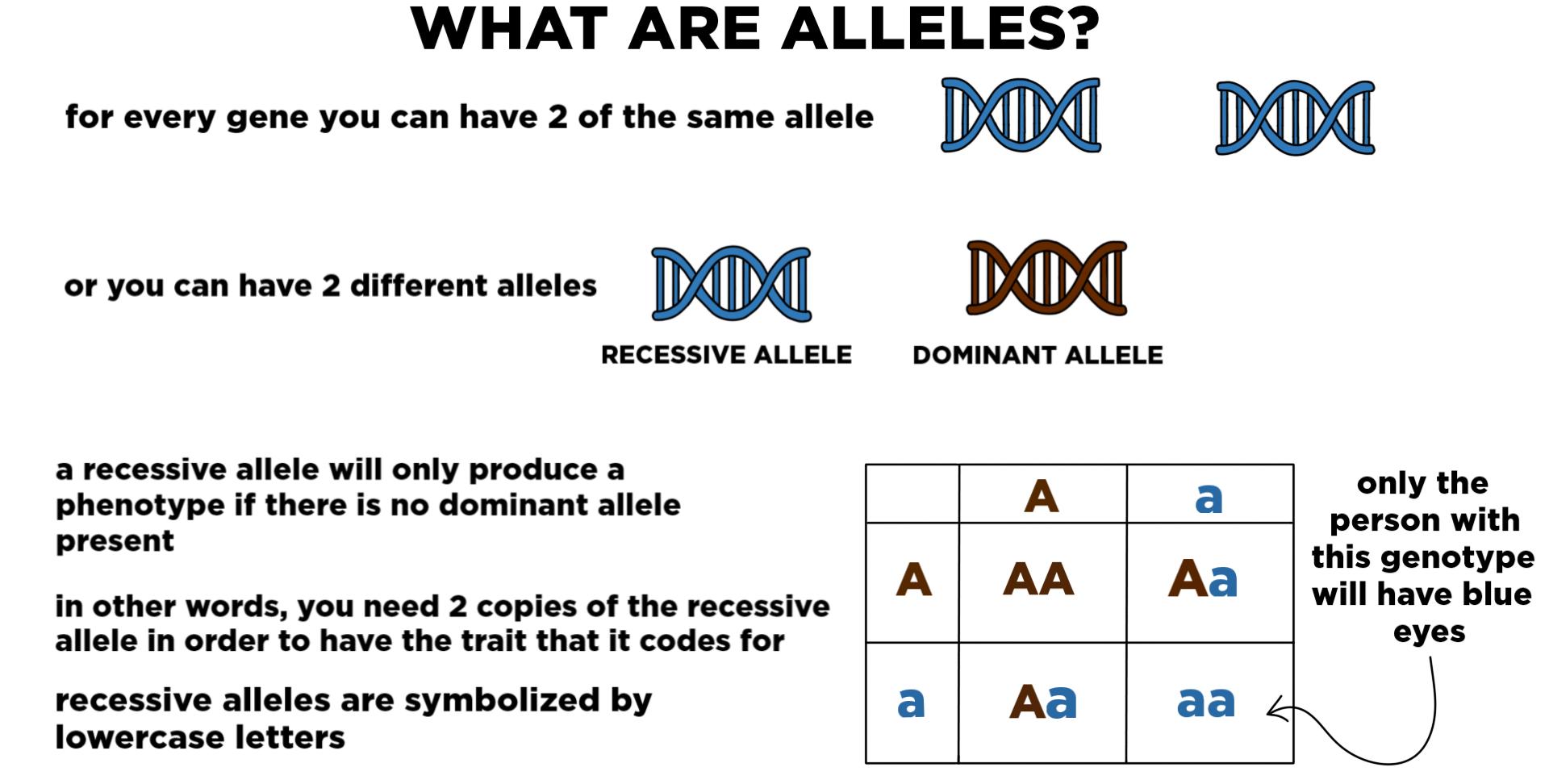 Recessive Genetics — Alleles Genes And Traits Expii