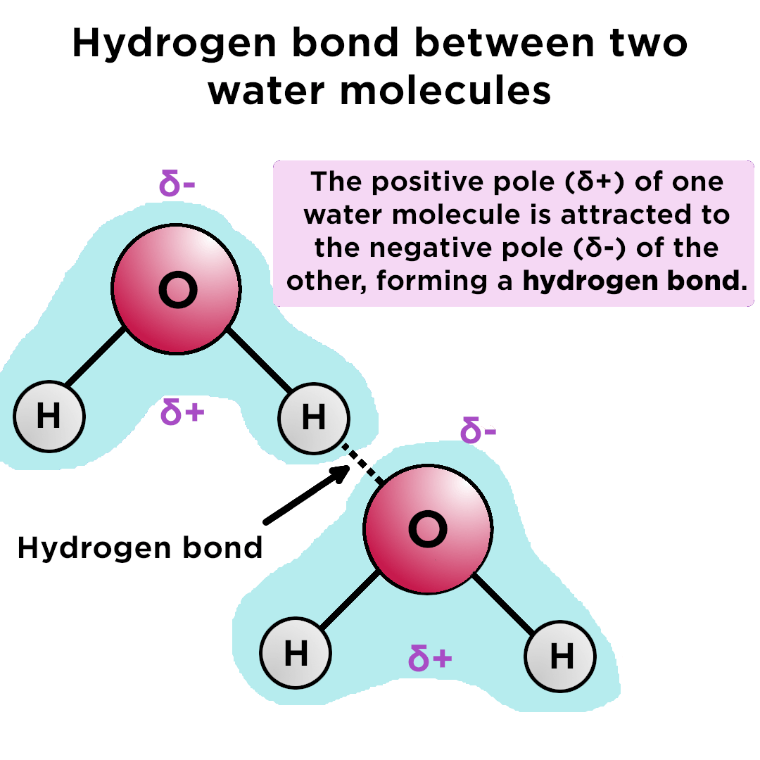 High Specific Heat Water — Properties And Examples Expii